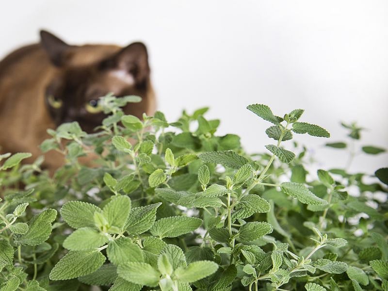 Catnip: The 'Why' Behind Cats' Favorite High
