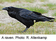 Ravens Gesture With Beaks Just Like Humans Use Hands