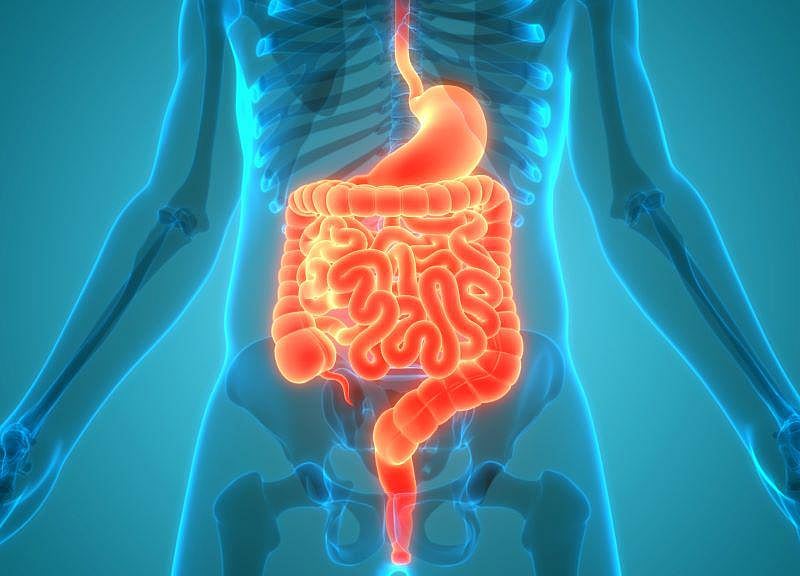 Digestive Organs Vary Widely Between People