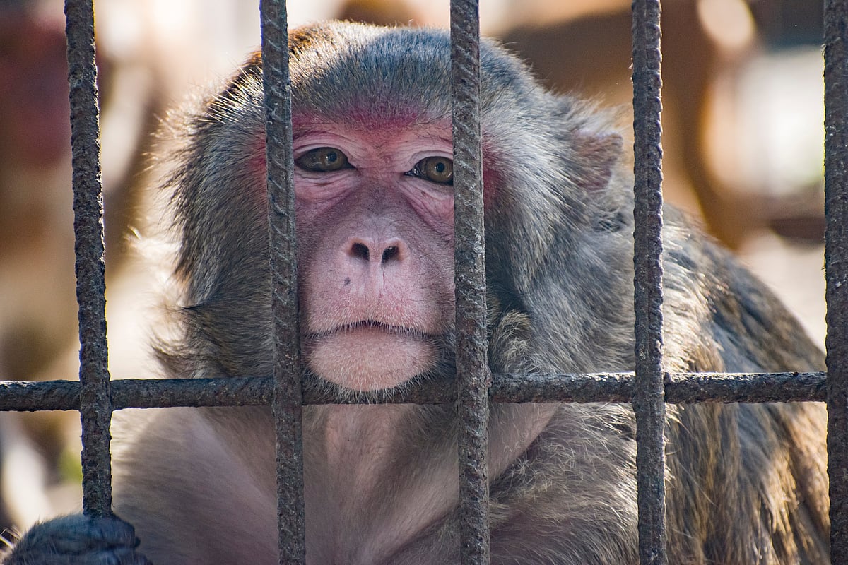 Shortage of Research Monkeys Threatens U.S. Readiness