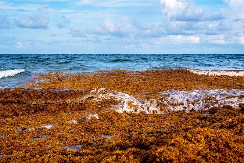 Huge Mass of Sargassum Seaweed Is Targeting Florida's Coast, With ...