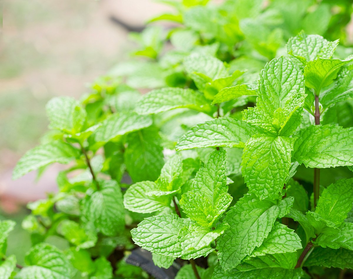 Peppermint & Your Health: Benefits, Side Effects & Drug Interactions