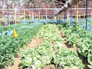 Holistic approach required to push organic farming in Goa