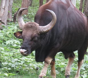 Bison spotted at Cuncolim