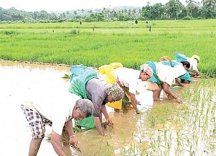Saloi farmers cry out their grievances