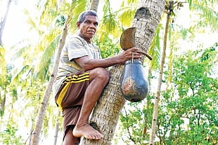 Time to rescue coconut feni from the sick bay