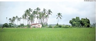 Demand to protect Goa’s greenery