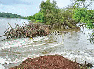 500 Kundaim farmers are in real deep trouble as breaches in bandharas ...