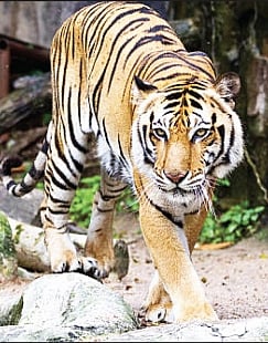 Forest Dept proposes Tiger Safari in Bondla Zoo’s protected areas