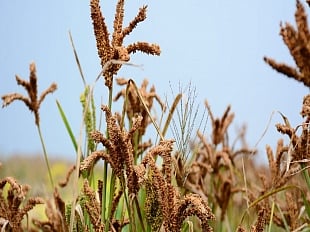 Ragi cultivation to be promoted in State: CM