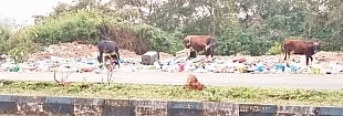 Garbage collection point removed, but dumping of waste continues