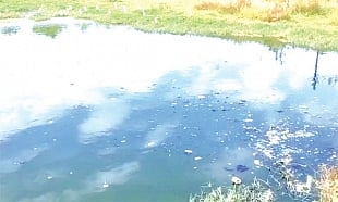 Stinking fish waste sullies agri fields in Sao Jose de Areal, farmers ...