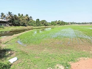 Chinchinim’s farmers transform fallow wastelands into lucrative farms
