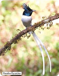 A festival to celebrate the birds of Goa