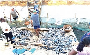 Farmers and fisherfolk elated with bumper harvest of freshwater fish ...
