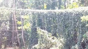 Creepers removed from high tension wires