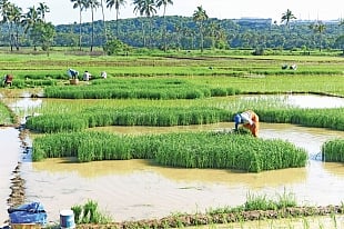 Goa in dire need of Agriculture Policy