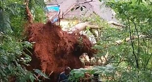 Heavy Rainfall in Goa Causes Uprooted Tree Incident in Panjim; No ...