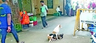 Goa may be ‘rabies-free’, but stray dogs menace haunts visitors in ...