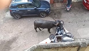 Aggressive bull attacks couple at Taleigao, owner arrested