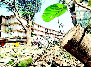 RIP: Senior ‘citizen’ trees, which sheltered Panjim felled for ...