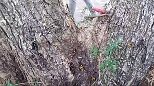 Centuries-old tree at risk near Excise Department; Authorities turn ...