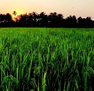 Amid nat’l arsenic scare, NGT urged to address Goa’s groundwater ...