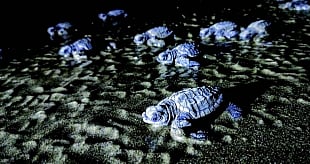 Making Goa safe for Olive Ridley Sea Turtles