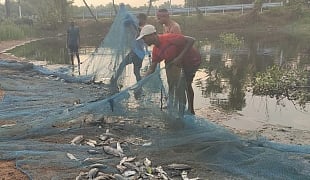 Chinchinim farmers revive lifeless pond, rewarded with bumper fish catch