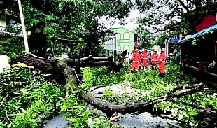 MLAs push for increased funds for pre-monsoon tree trimming as Goa ...