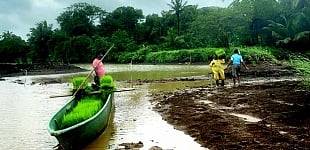 Goa’s ‘Paddy Man’ innovates farming in Curtorim’s khazans, uses canoes ...
