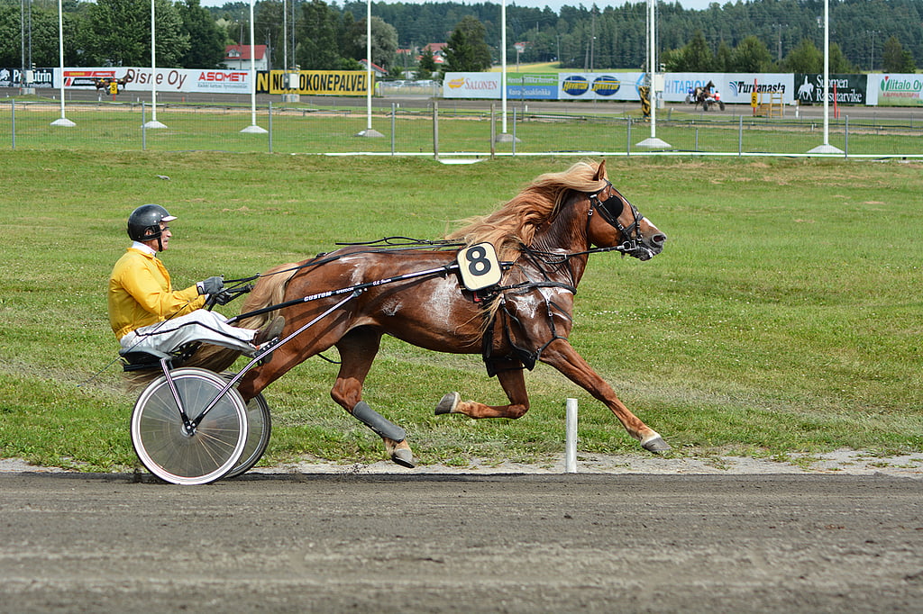 Oikeudenmukainen hevosmies Lauri Malinen on poissa