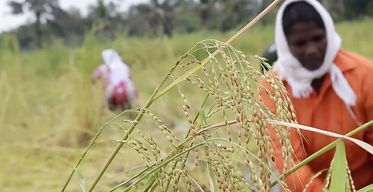 Is Kerala’s pokkali the rice of the future?