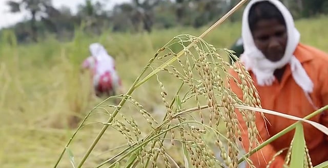Is Kerala’s pokkali the rice of the future?
