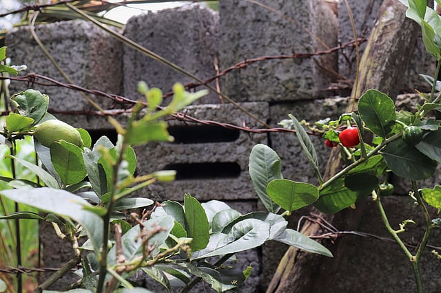 How Tibetans in Karnataka’s Dhondenling put down roots in refuge