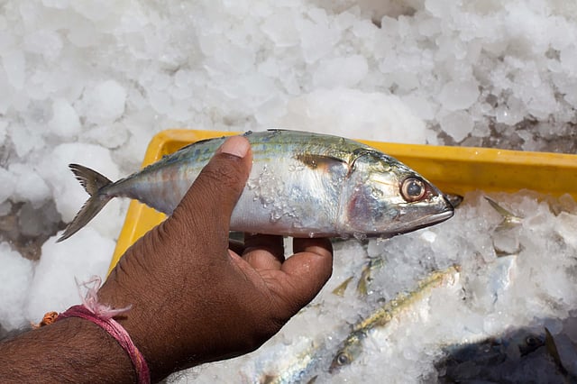Purse-seiners, trawlers, and the epic fight over fishing in Tamil Nadu