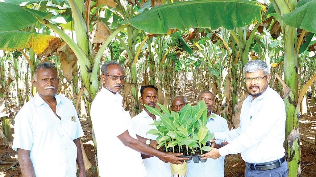 திருச்சி தேசிய வாழை ஆராய்ச்சி மையத்தின் 20 ஆண்டு ஆராய்ச்சிக்கு பலன் ...