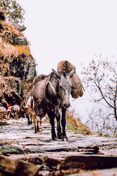mule and donkey