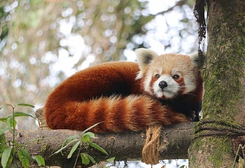 The Red Panda Conservation Breeding And Augmentation Programme Of ...