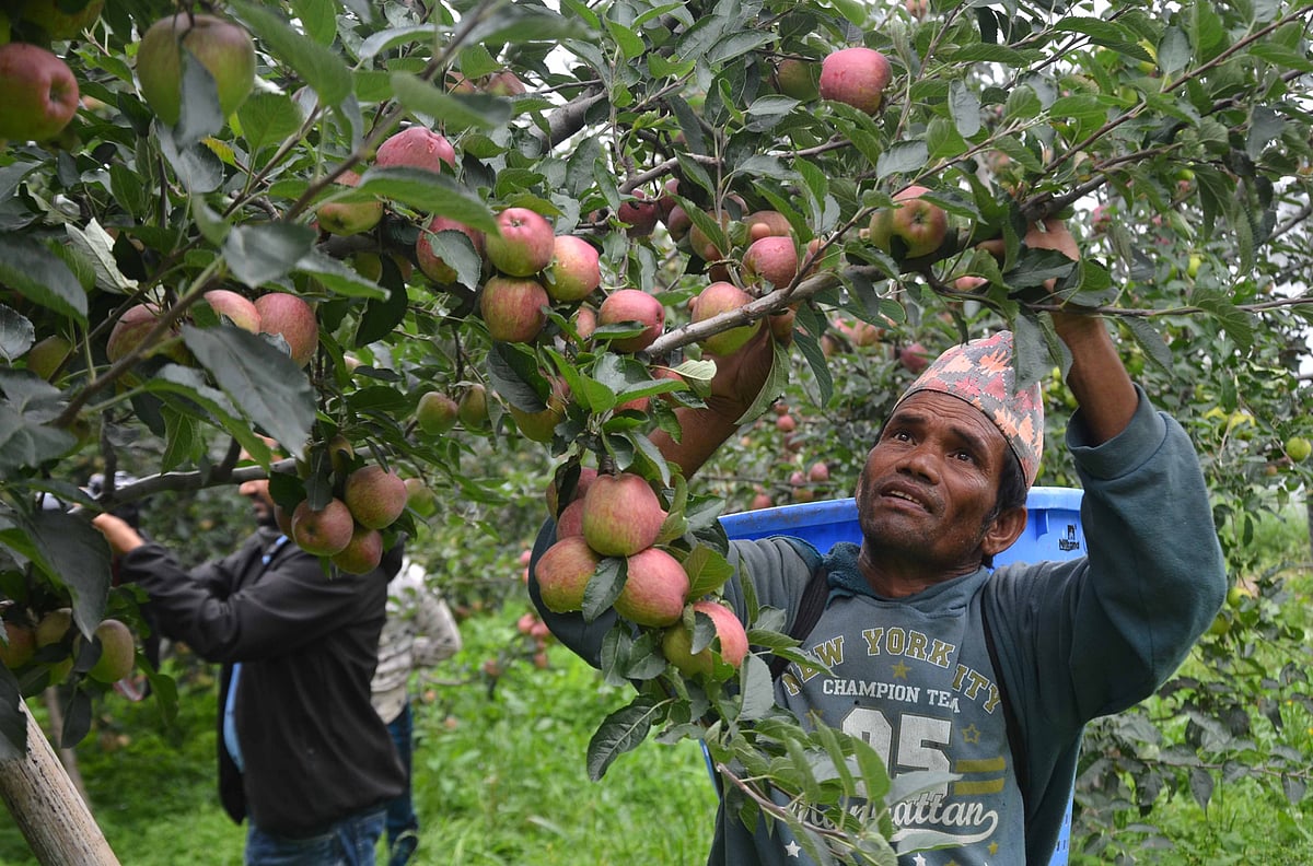 A Short Documentary Captures The Drastic Change In Apple Cultivation ...