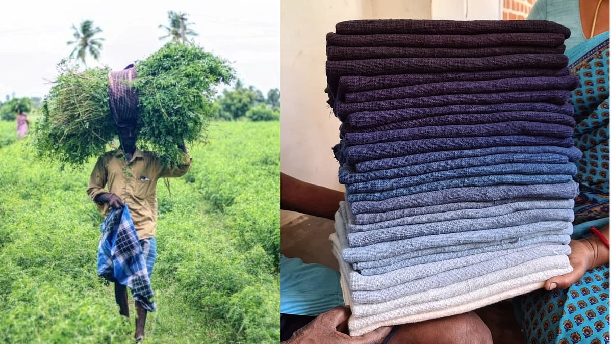 The History and Future of Indigo Dyes in India | Homegrown