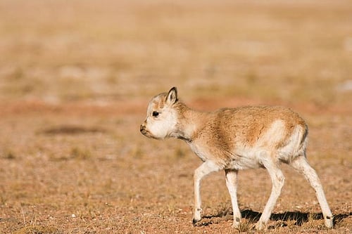 The Forbidden Fabric: Uncovering Shahtoosh's History | Homegrown