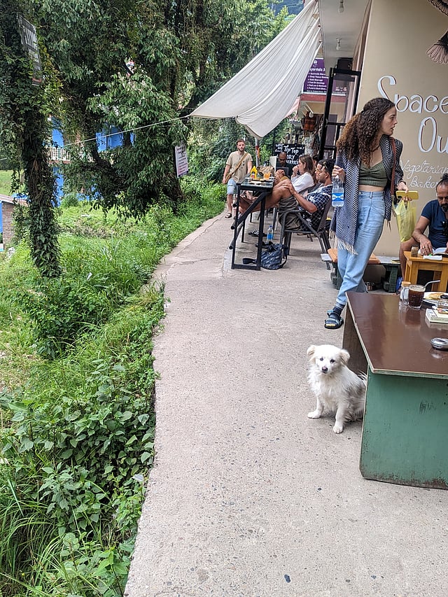 Explore Dharamkot With Homegrown's One-Stop Guide | Homegrown India