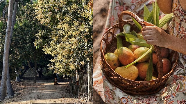 Velanga Orchard Homestay: An Idyllic Haven In ANdra Pradesh | Homegrown ...