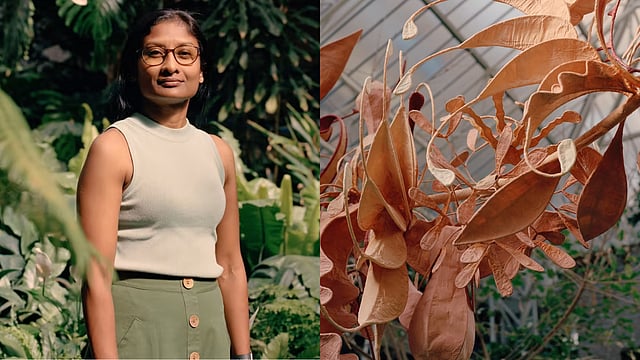 Sculptor Ranjani Shettar's Installations At The Barbican Conservatory ...