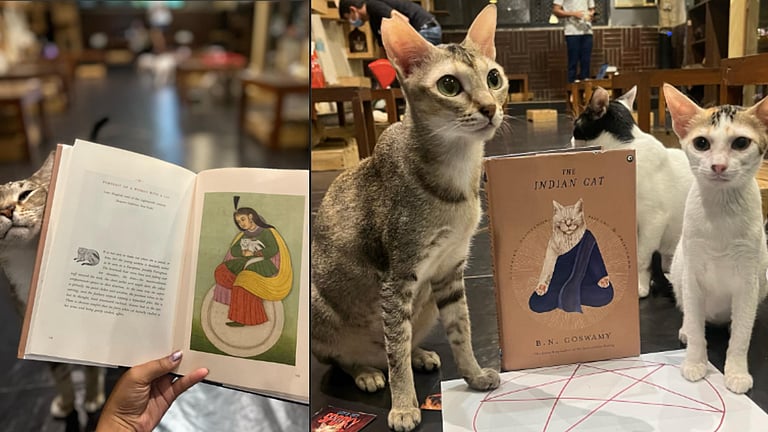 'The Indian Cat' Is An Homage To The Feline Superstitions And Metaphors ...