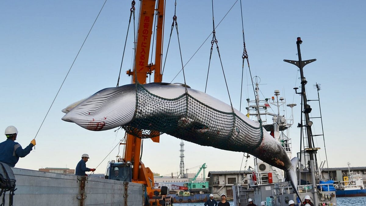 Blue Whales Return To The Indian Ocean | Homegrown