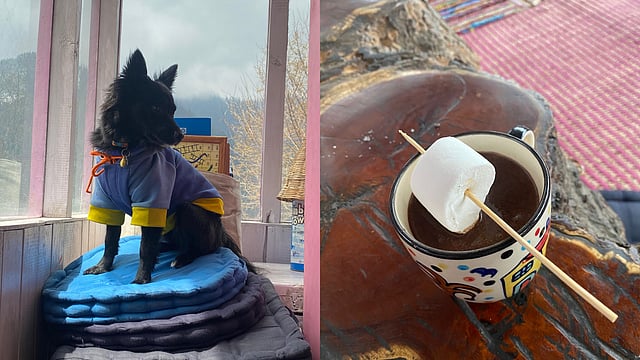 Ghar 1964 Is A Pink Haven in Shoja, Himachal Pradesh Where Travellers ...