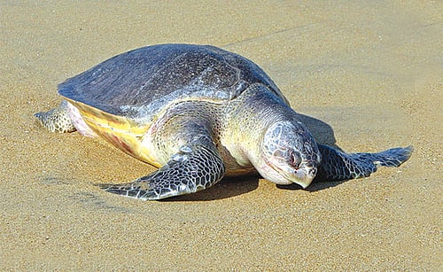 Here Are 7 Indian Beaches Where You Can Spot The Magnificent Olive