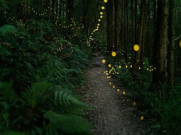 The Bhimashankar Wildlife Reserve In The Western Ghats Is Home To ...